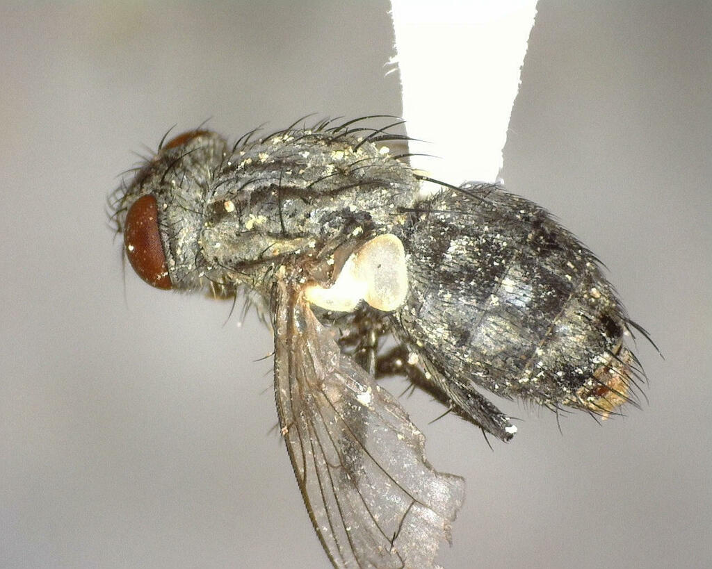 Flies from Kimble County, TX, USA on June 27, 2023 at 11:54 AM by ...