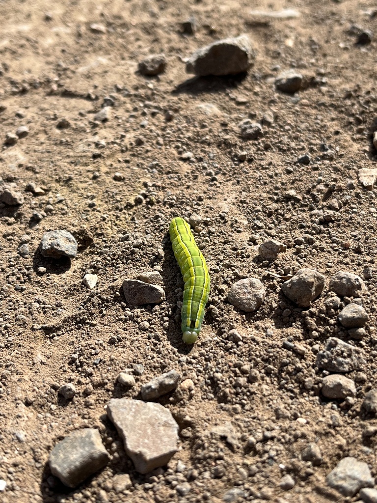 Broom Moth from Iceland, Selfoss, Southern Region, IS on August 14 ...