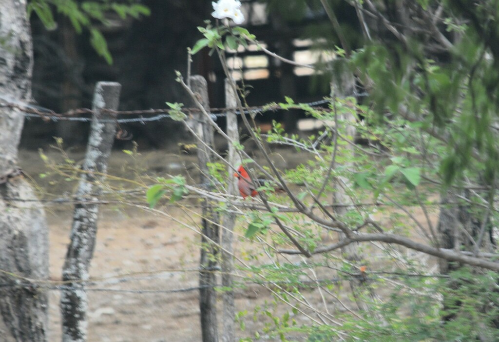 Northern Cardinal from Hidalgo, Tamps., México on April 21, 2021 at 01: ...