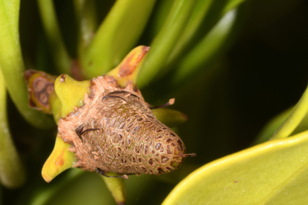 yellow mangroves (Ceriops) - Botanical Realm