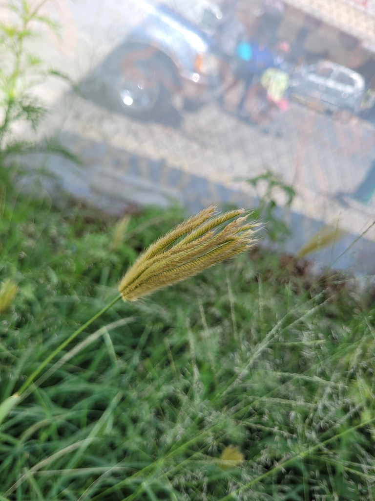 feather finger grass from Calle Heroes De Alhondiga Y Blvd. Heroes De ...