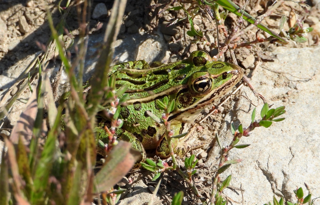 Northern Leopard Frog from Wayne County, OH, USA on September 20, 2023 ...