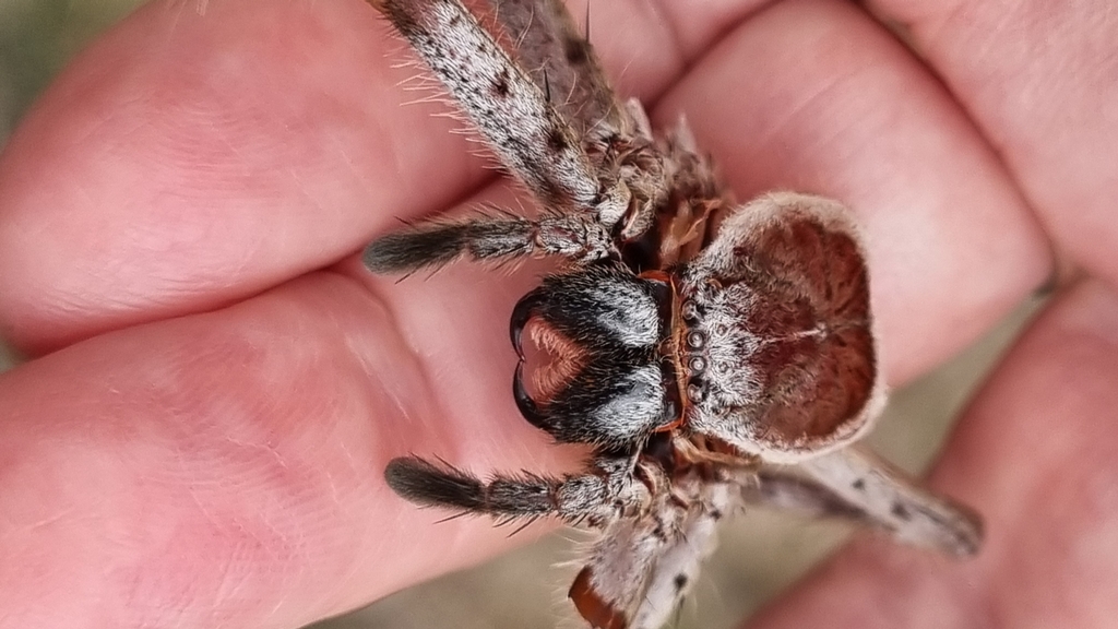 Grey Huntsman Spider from Petrie QLD 4502, Australia on October 8, 2023 ...