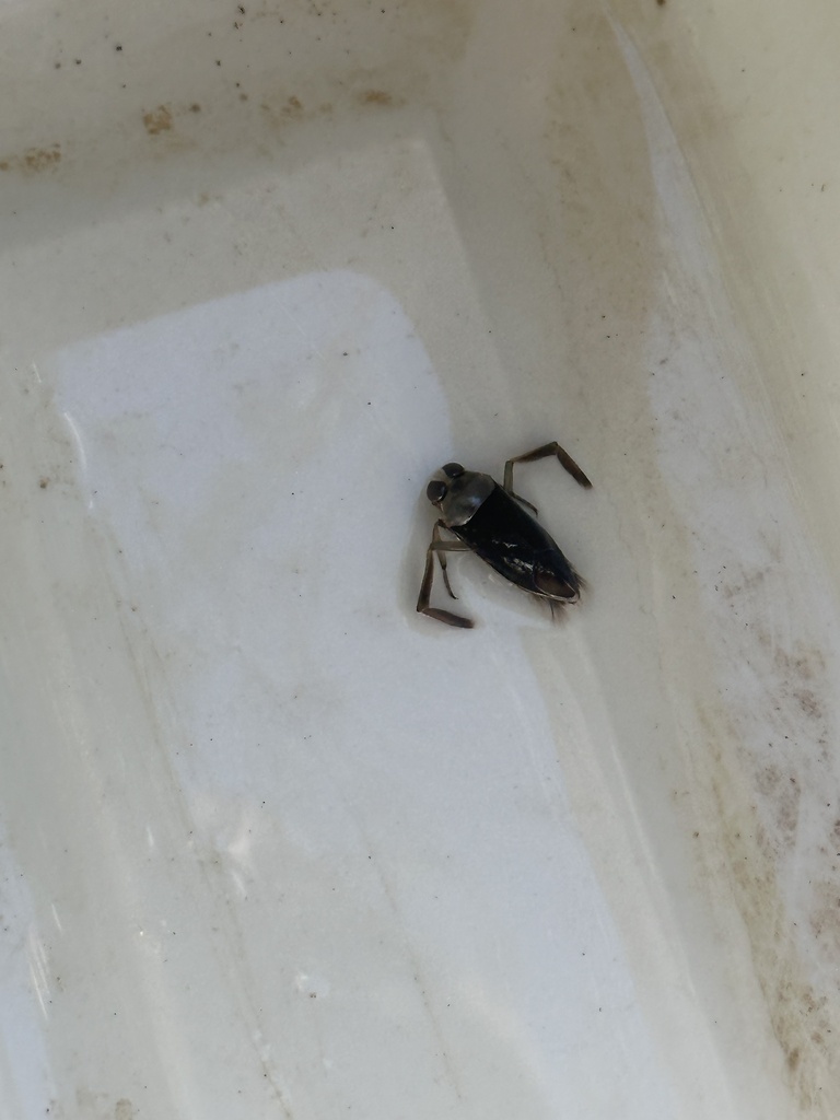 Notonecta irrorata from Clubhouse Cir, Farmville, VA, US on October 10 ...