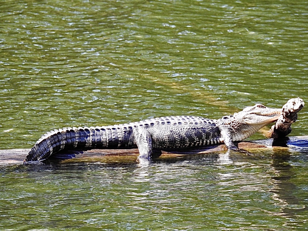 American Alligator from Brick Pond Park, North Augusta, SC, US on ...