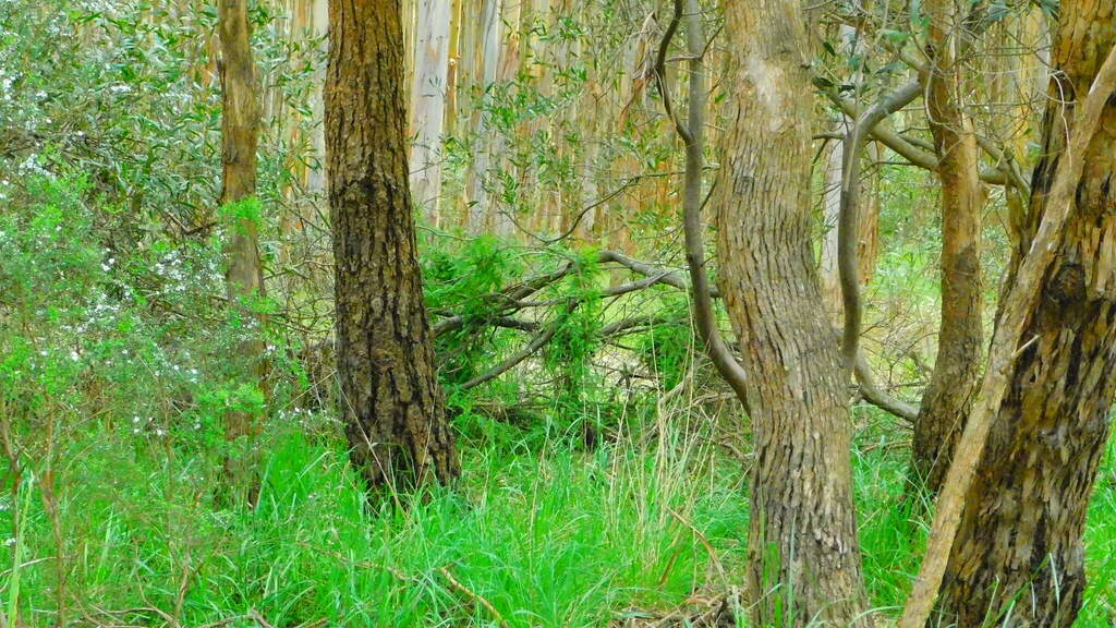 Common Asparagus Fern from Bessiebelle VIC 3304, Australia on October 9 ...