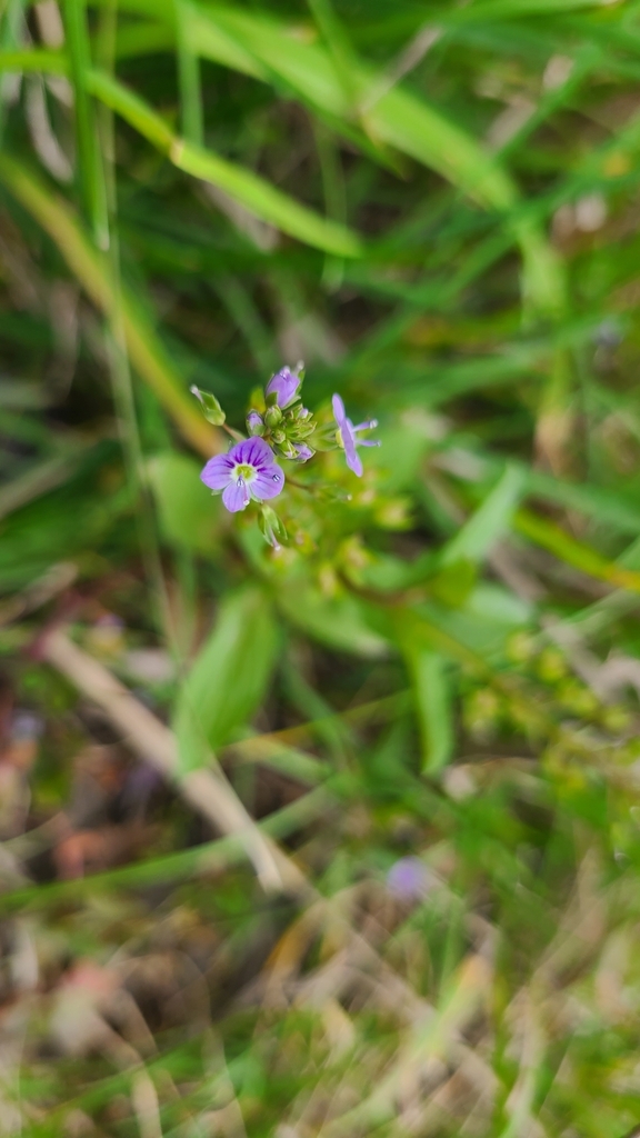 blue water-speedwell from Castle Rock, CO, USA on October 10, 2023 at ...