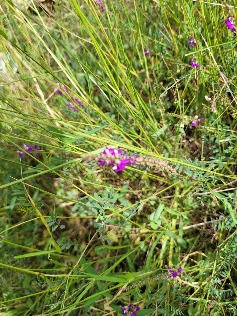 Silver Prairie Clover from Héroes de León, Gto., México on October 9 ...