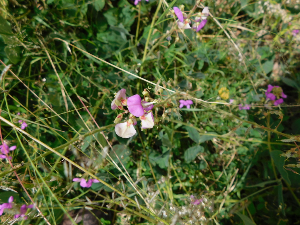 shyleaf from Héroes de León, Gto., México on October 9, 2023 at 12:25 ...
