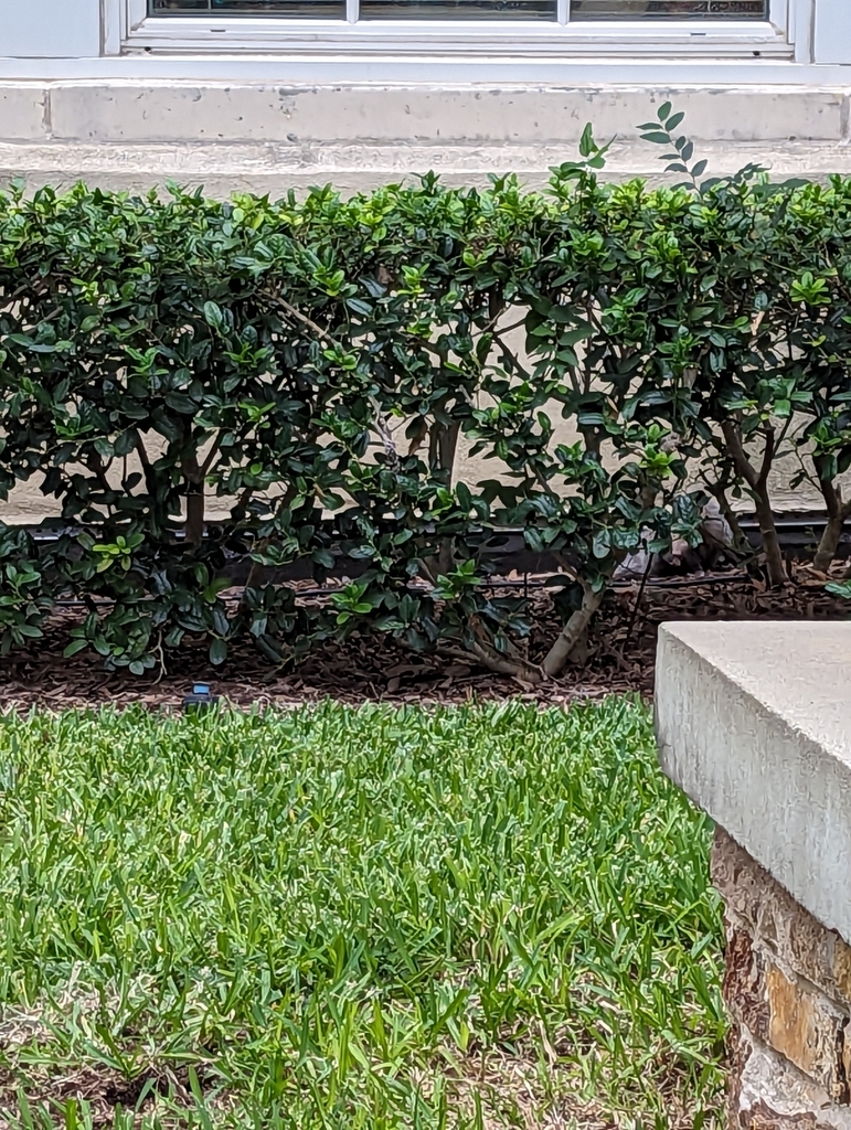 Virginia Opossum from Bailey Bldg, Mabee Foundation Education Complex ...