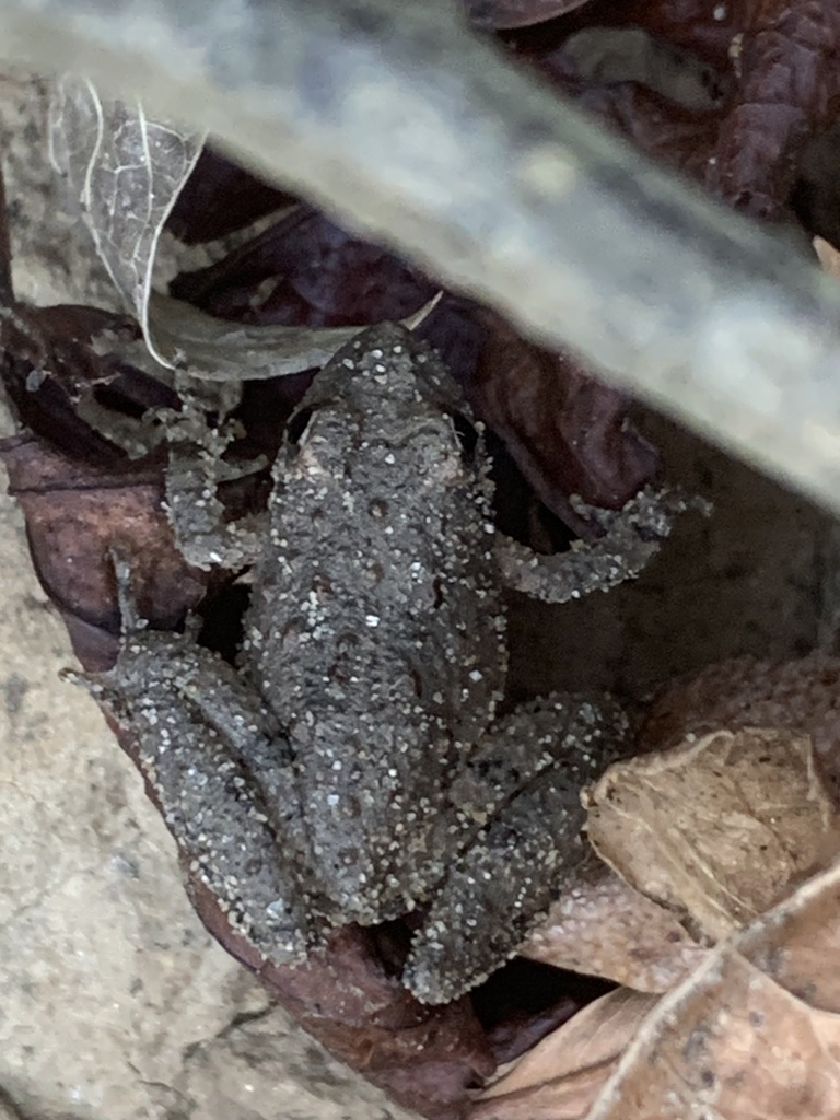 Northern Cricket Frog from Madison, AL, US on October 10, 2023 at 09:45 ...