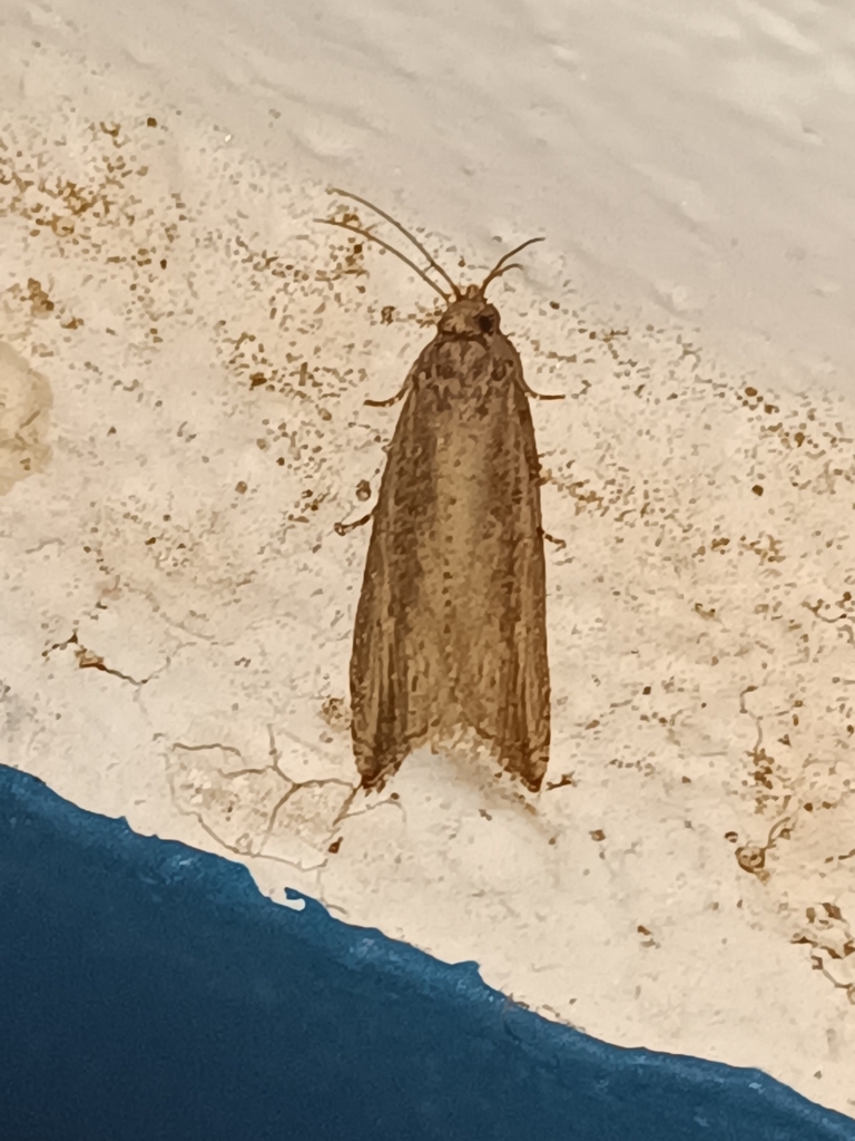 Butterflies and Moths from Rio de Moinhos, 7150, Portugal on October 11 ...