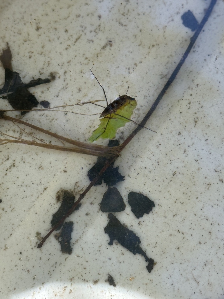 Gerris from Clubhouse Cir, Farmville, VA, US on October 10, 2023 at 01: ...