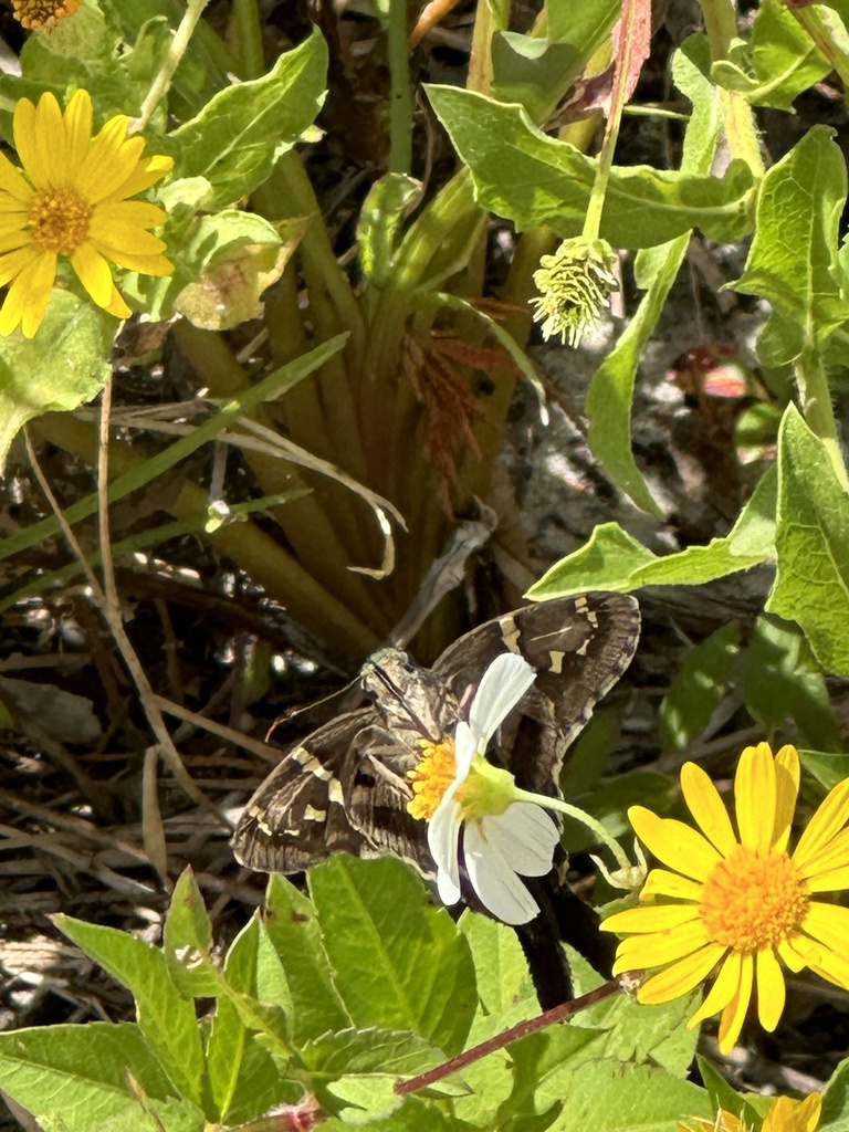Long-tailed Skipper from St. Marks National Wildlife Refuge ...