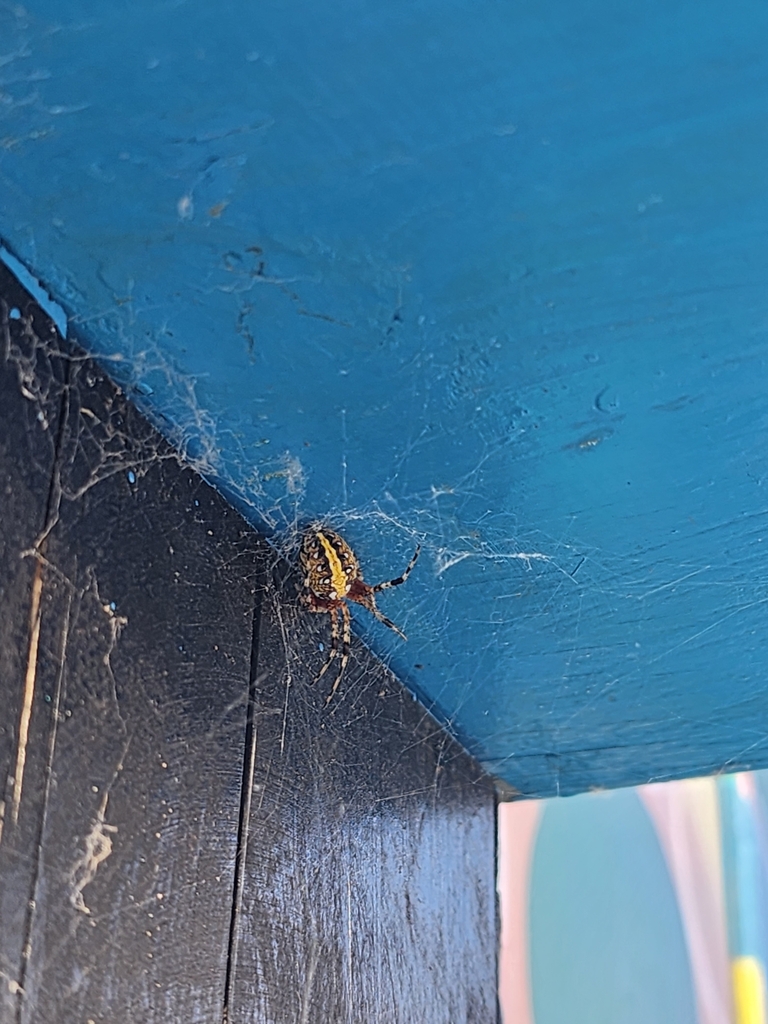 Oak Spider from 49540 Jal., Mexico on September 27, 2023 at 05:37 PM by ...