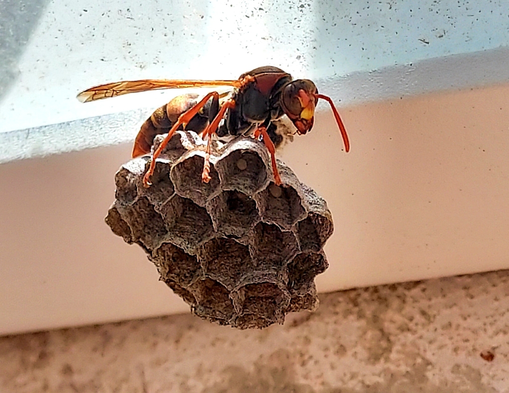 Australian Paper Wasp from Croydon VIC 3136, Australia on October 11 ...