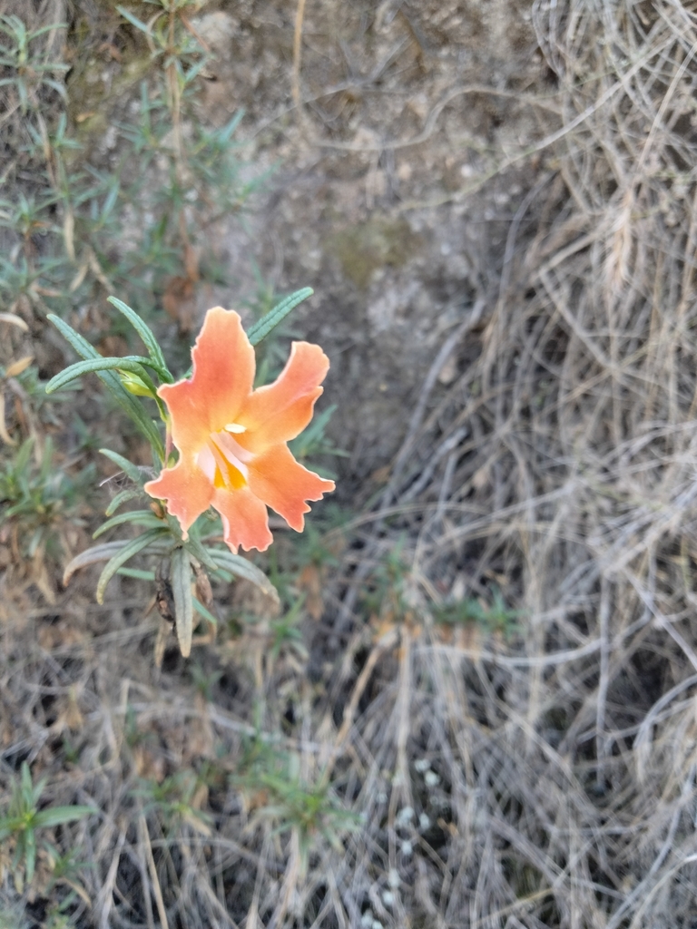 Diplacus from Poway, CA, USA on October 10, 2023 at 11:19 AM by Bryce ...