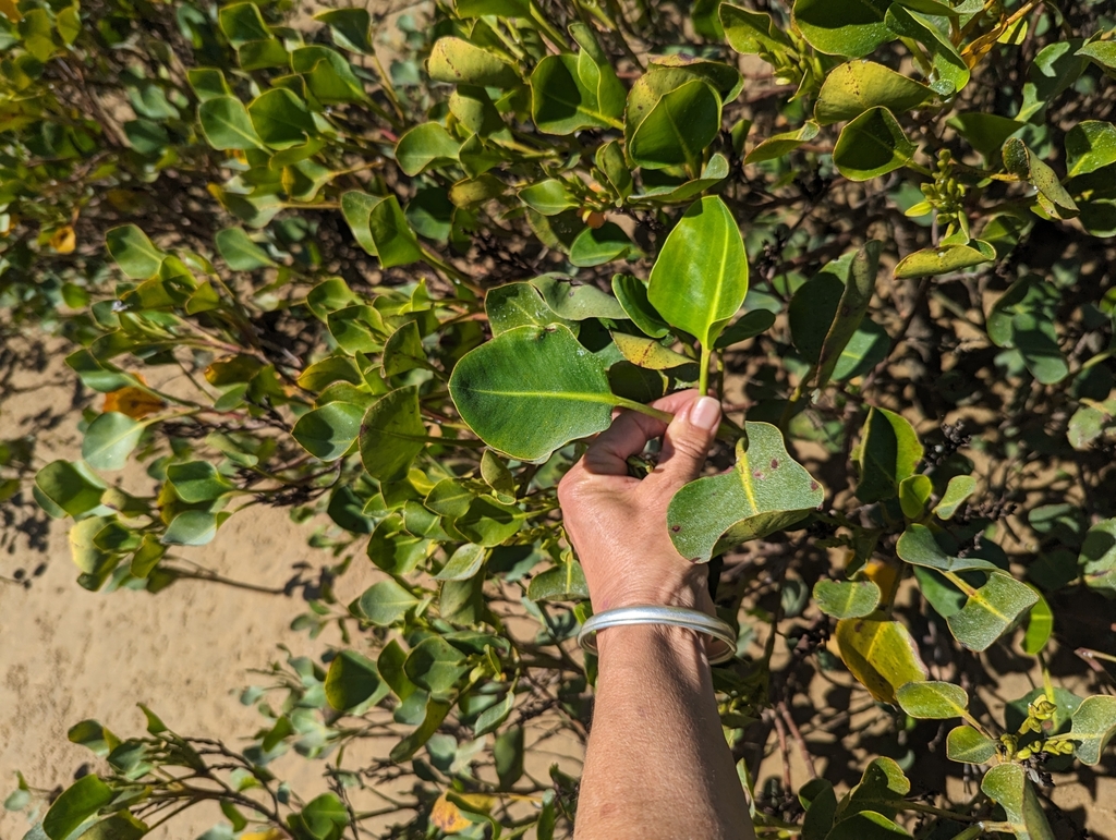 club mangrove from Gladstone, QLD, Australia on October 11, 2023 at 12: ...