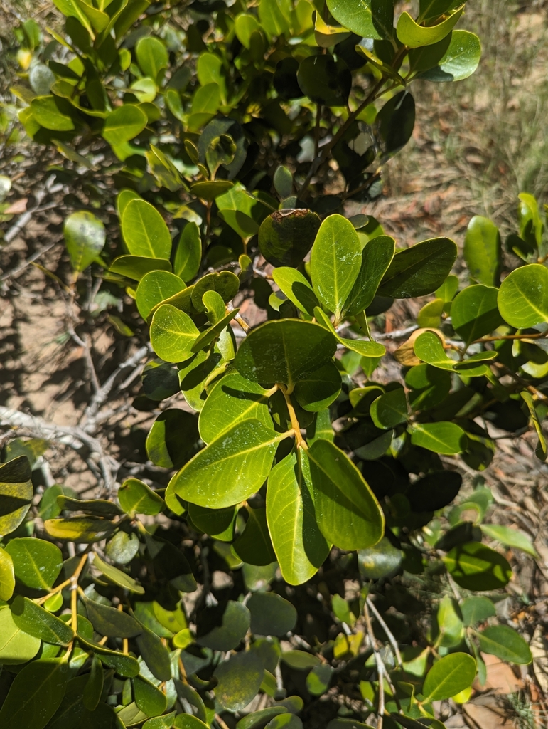 river mangrove from Seventeen Seventy QLD 4677, Australia on October 11 ...