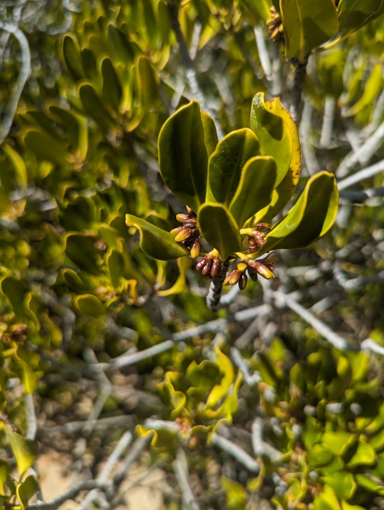 smooth-fruited yellow mangrove from Eurimbula QLD 4677, Australia on ...