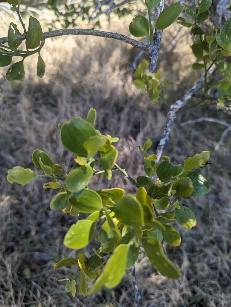 Broad Leaved Native Cherry from Eurimbula QLD 4677, Australia on ...
