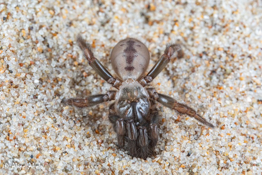 Southern Coastal Dune Trapdoor Spider in July 2023 by Alice Abela ...