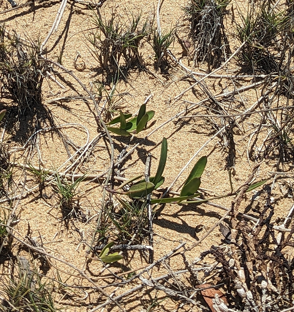 mangrove milkpod from Eurimbula National Park, Centre of Park ...