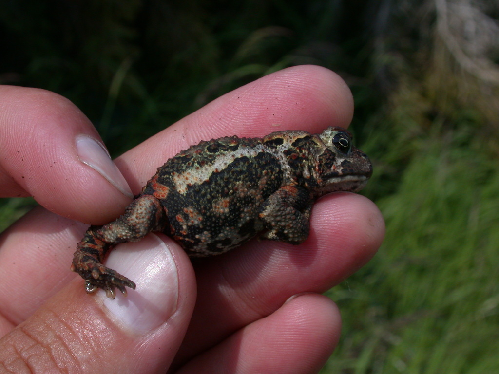 Eastern American Toad from Jupitagon (Côte-Nord), QC, Canada on July 18 ...