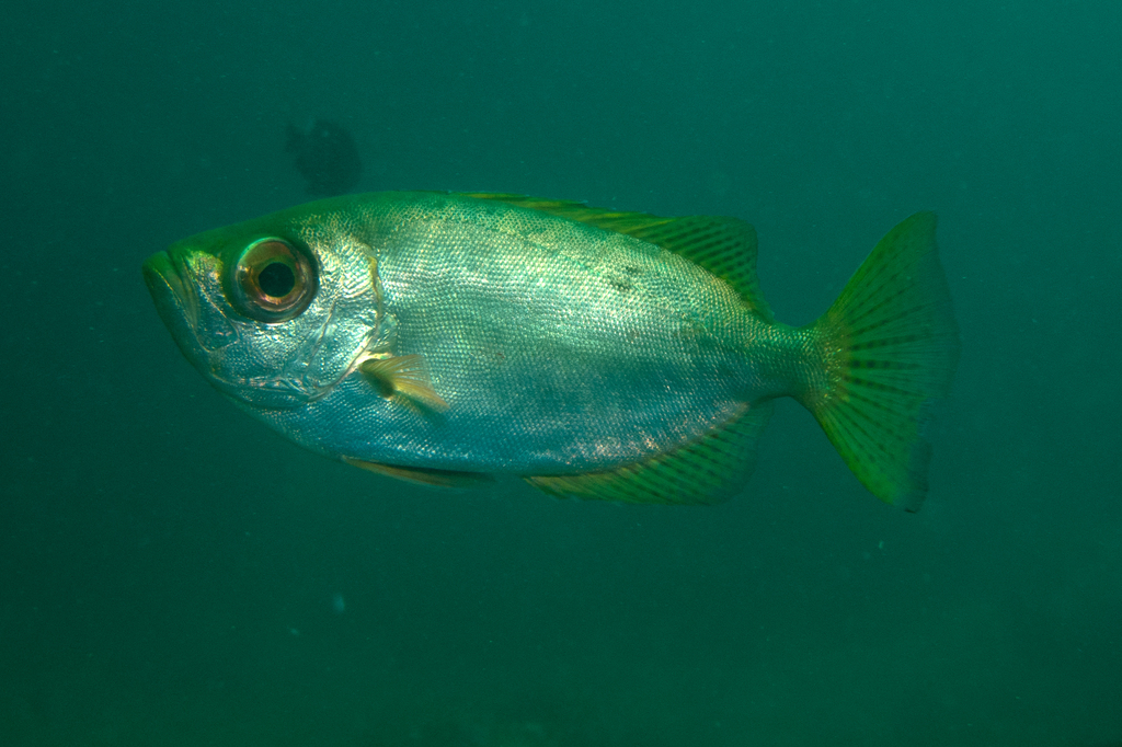 Red Big-eye from Barcoongere NSW 2460, Australia on October 1, 2011 at ...
