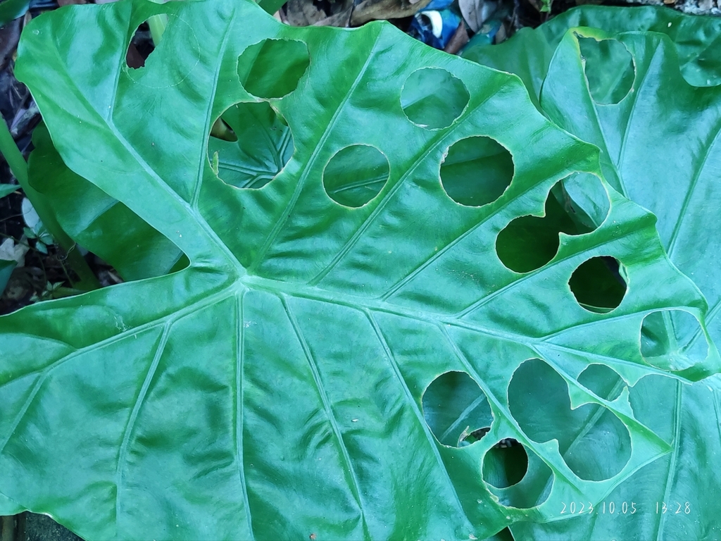 Aplosonyx in October 2023 by 九天. Track. · iNaturalist