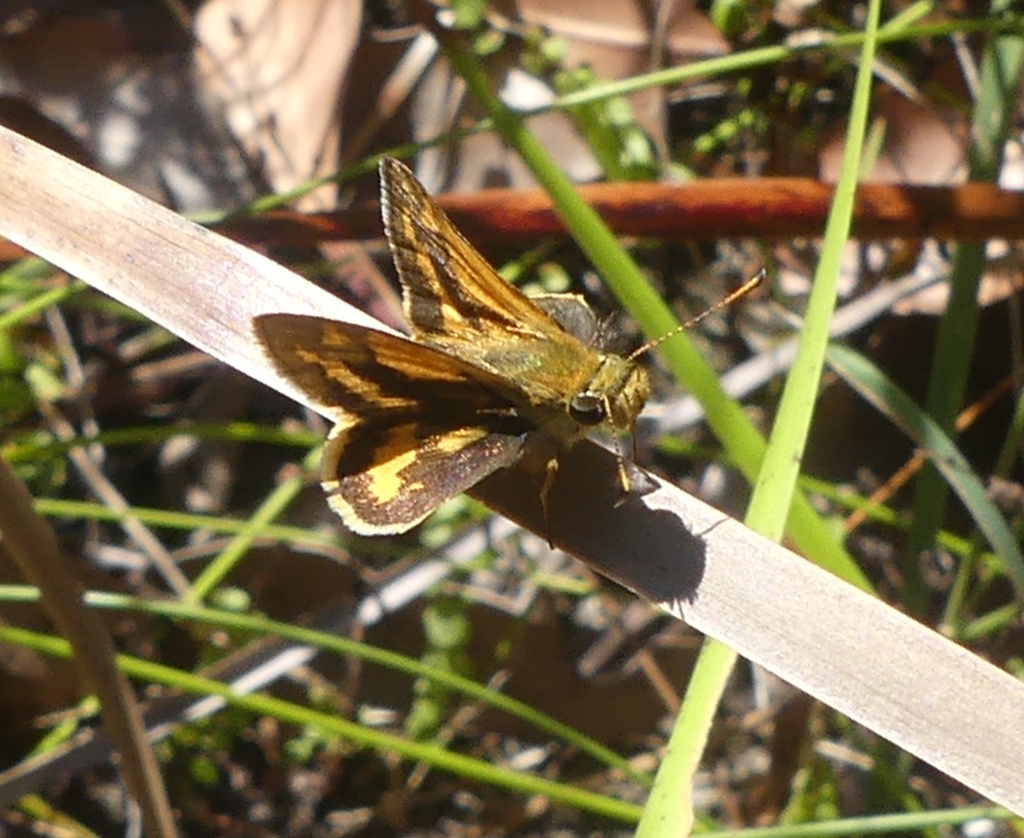 Green Grass-dart from Wallaga Lake NSW 2546, Australia on October 10 ...