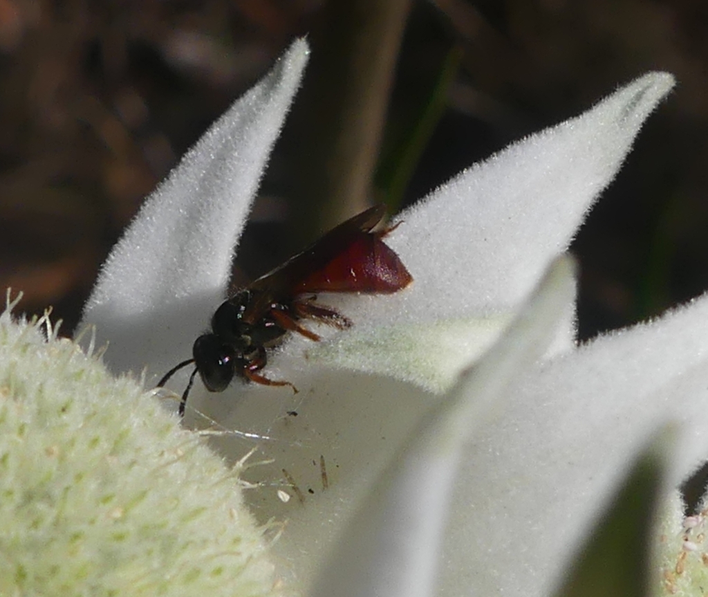Bees and Apoid Wasps from Wallaga Lake NSW 2546, Australia on October ...