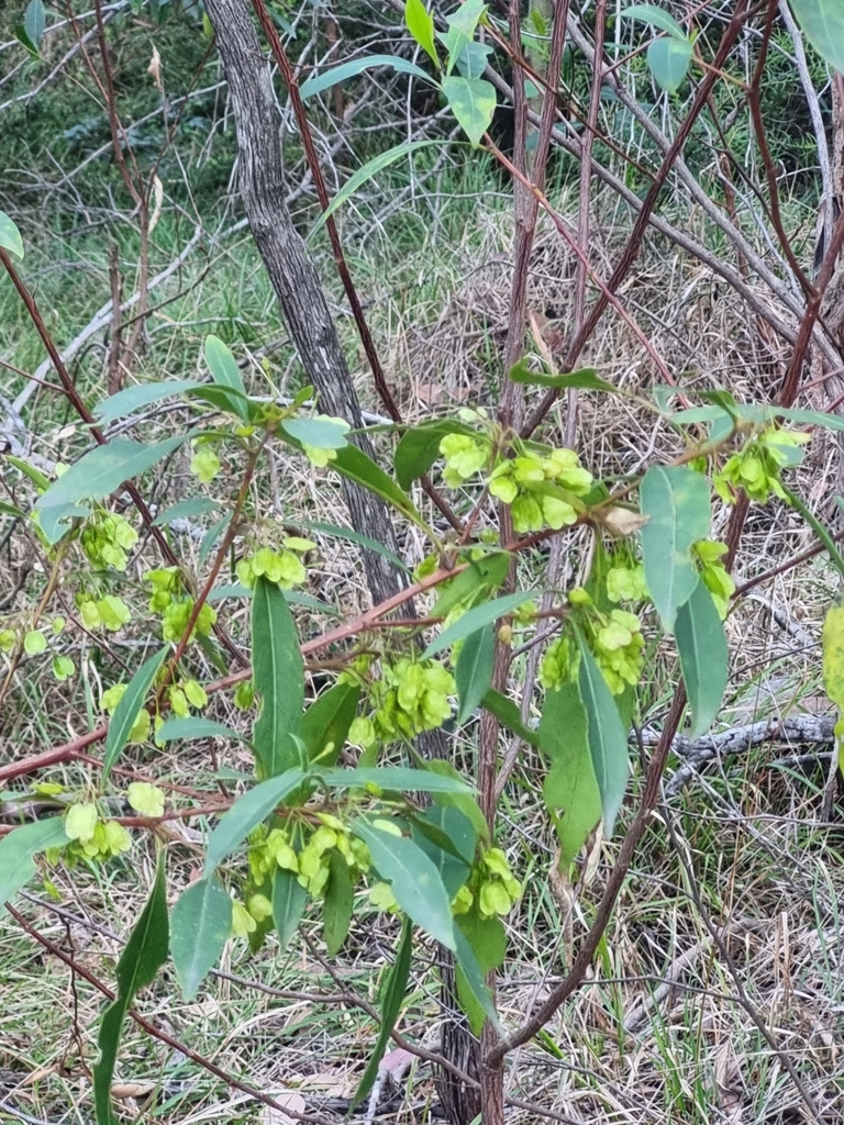 Common Hop Bush from Kitchener NSW 2325, Australia on October 11, 2023 ...