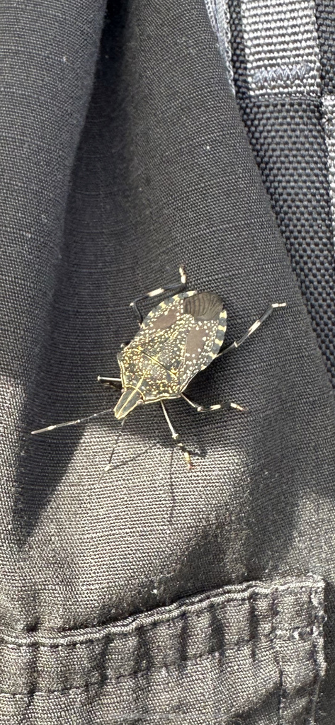 Yellow-spotted Stink Bug from The Imperial Palace, Chiyoda, Tokyo, JP ...