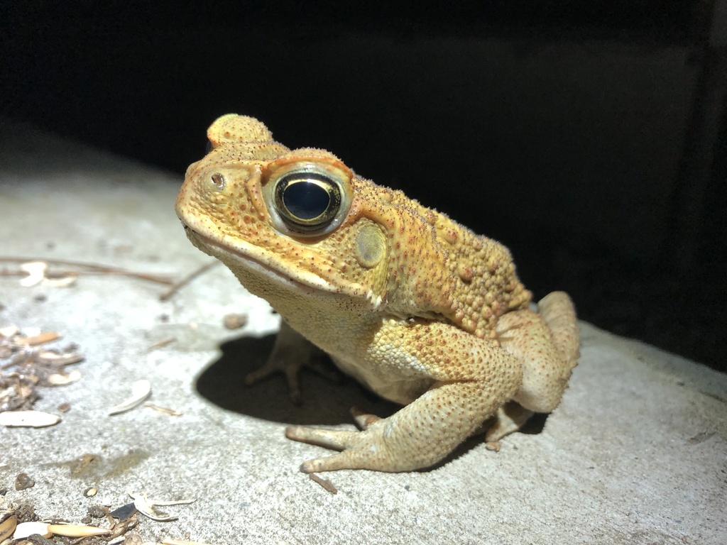 Cane Toad in October 2023 by Ethan Craft · iNaturalist