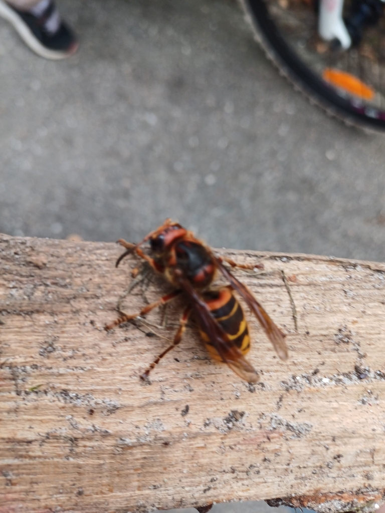 European Hornet from 3480 Fredensborg, Danmark on October 9, 2023 at 02 ...