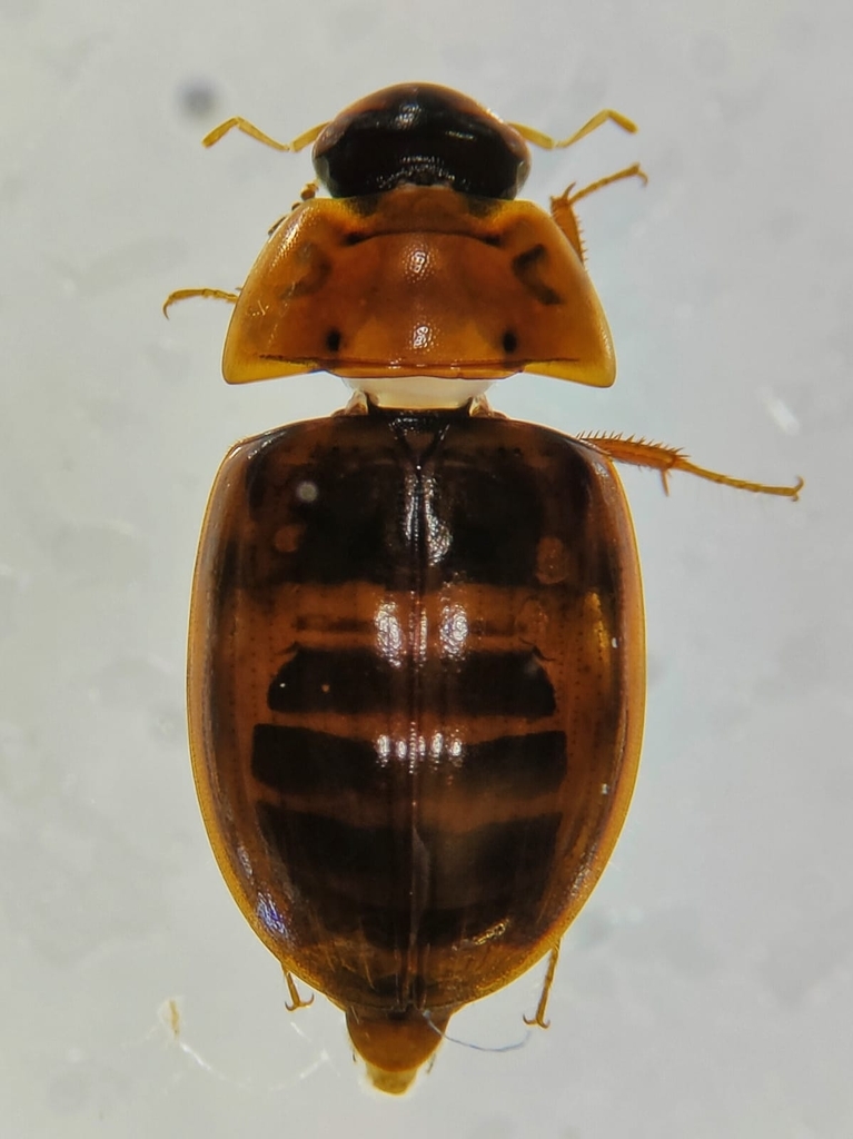 Enochrus from Cartagena, Murcia, España on April 22, 2022 at 11:48 AM ...