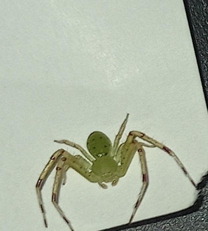 Crab Spiders from South Bank 1 Ferry Terminal, 1 Ferry Terminal, South ...