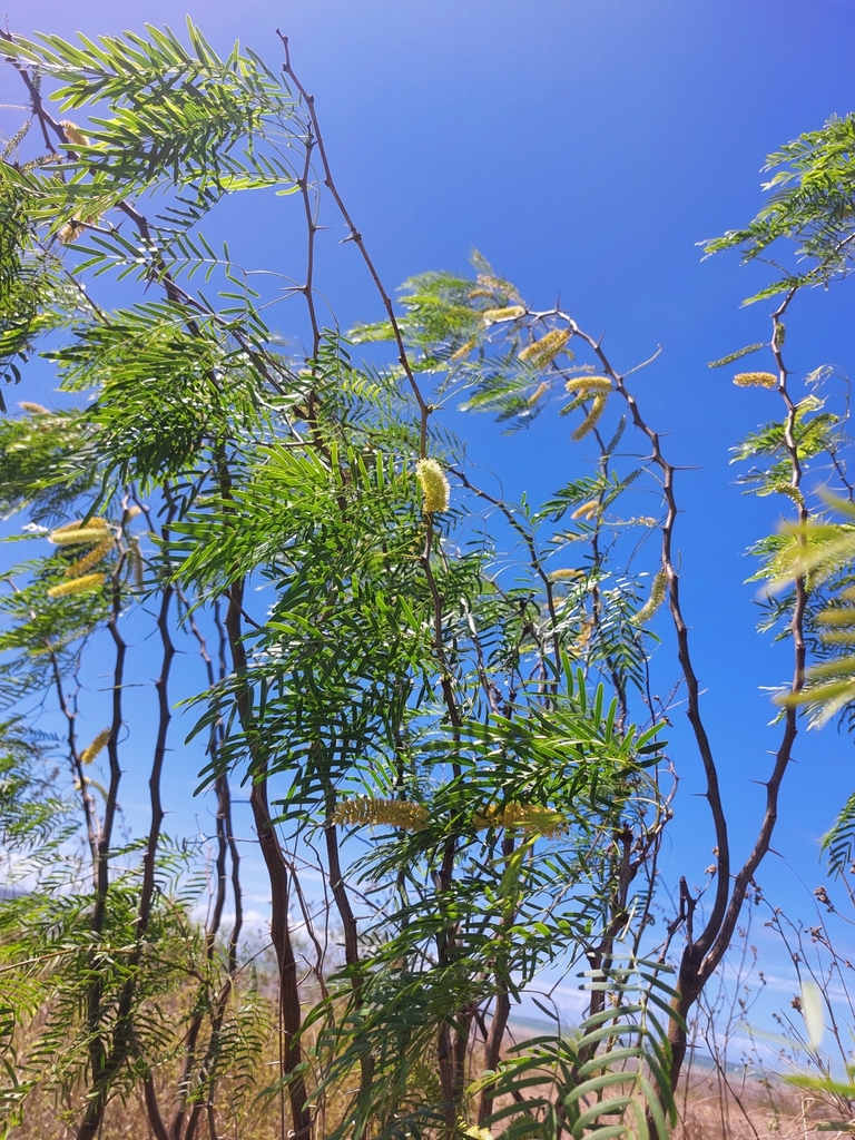 mesquites from South Trees QLD 4680, Australia on October 9, 2023 at 01 ...