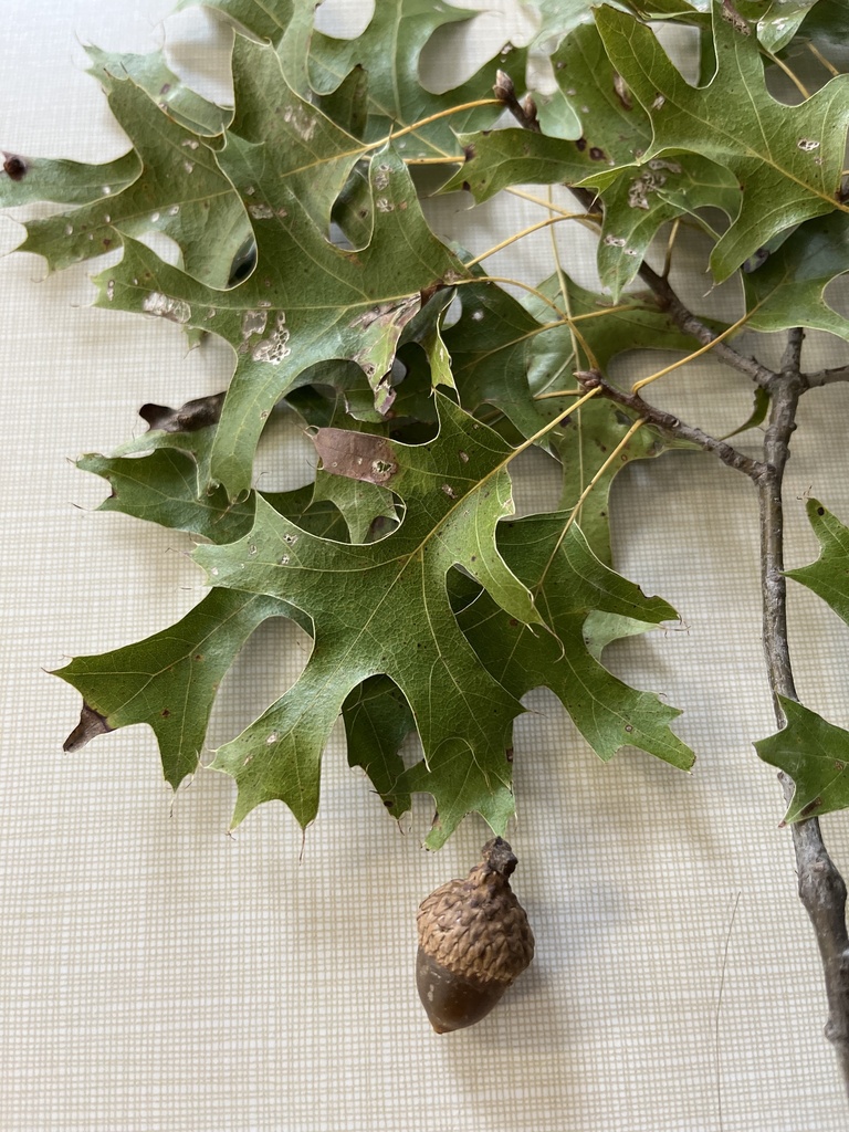 northern pin oak from Homestead Ave, Hamilton, ON, CA on October 11 ...