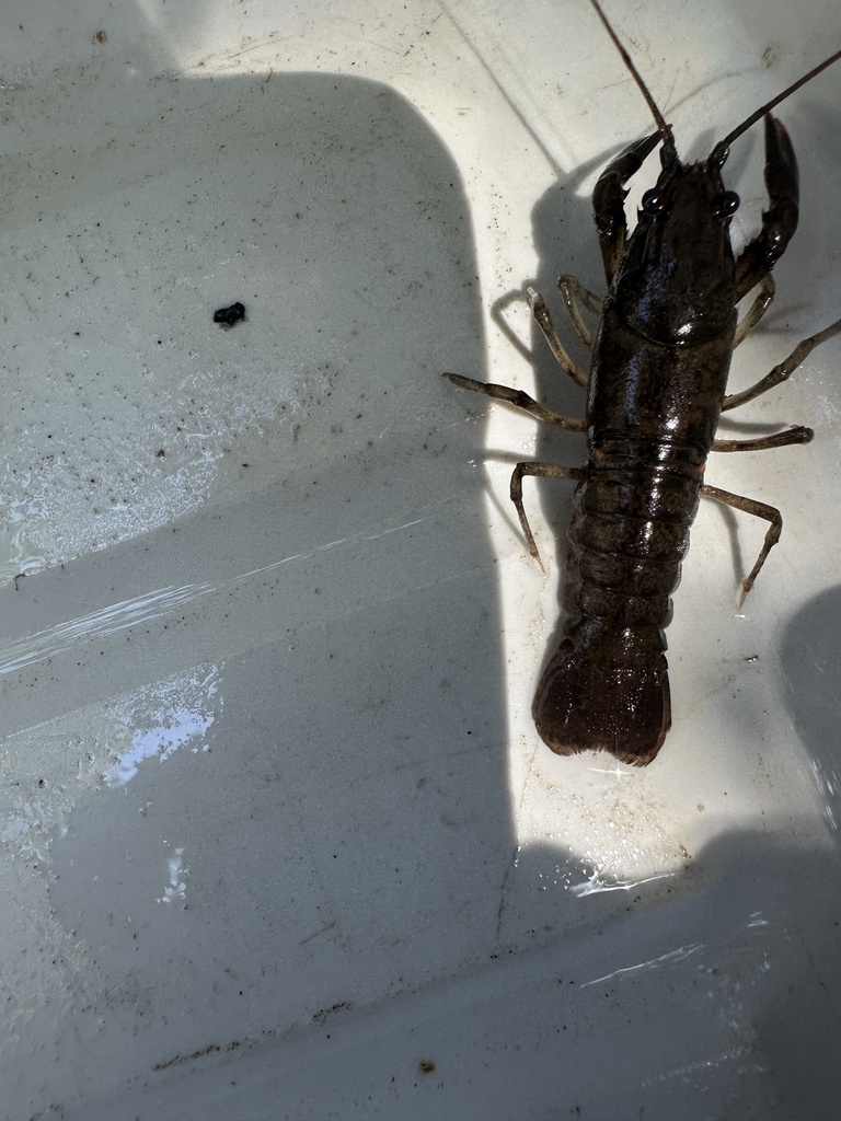Eastern Crayfish from Farmville, VA, US on October 10, 2023 at 02:29 PM ...