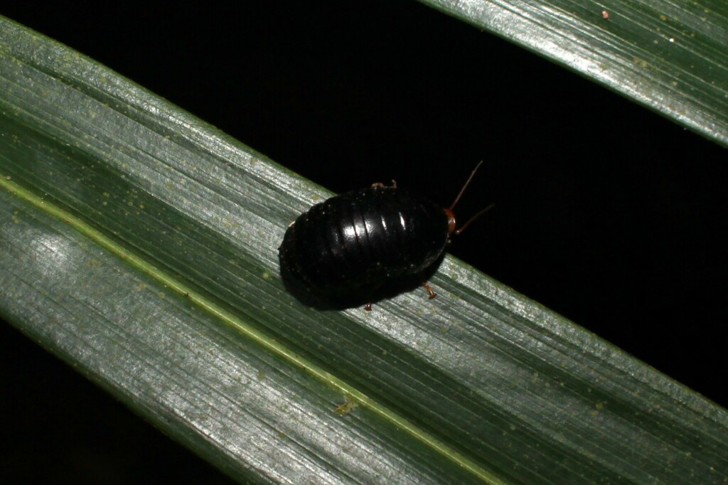Perisphaerus pygmaeus from Iriomote Island, Okinawa, Japan on May 26 ...