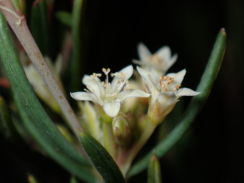 Subspecies Monotaxis grandiflora grandiflora · iNaturalist