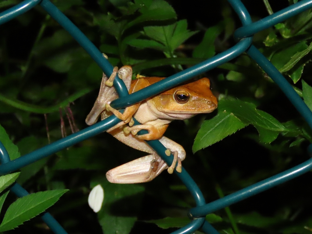 Brown Tree Frog from Twisk Nature Trail, Tai Lam Country Park, Hong ...