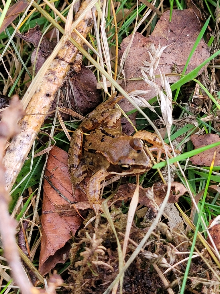 European Common Frog from Hampen, 7362 Hampen, Danmark on October 11 ...