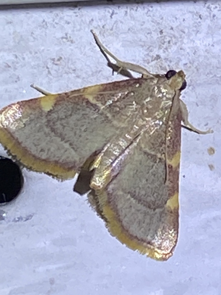 Clover Hayworm Moth from Windsor Park, Austin, TX, USA on October 10 ...