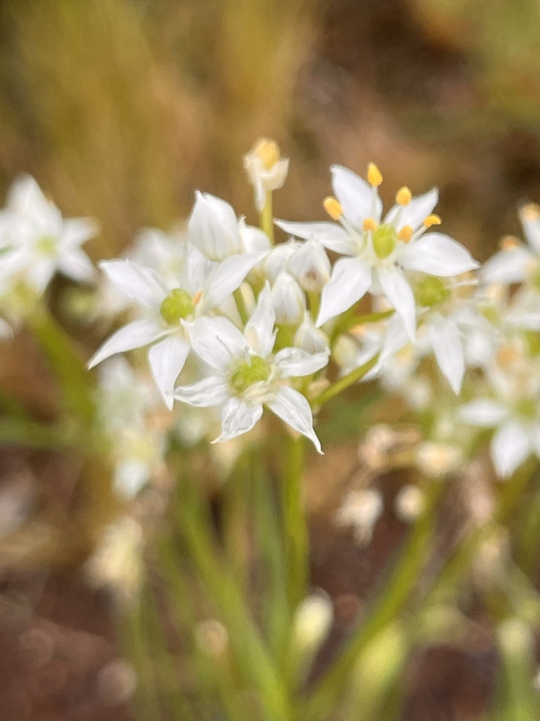 Garlic Chives from Texas A&M University-Corpus Christi, Corpus Christi ...
