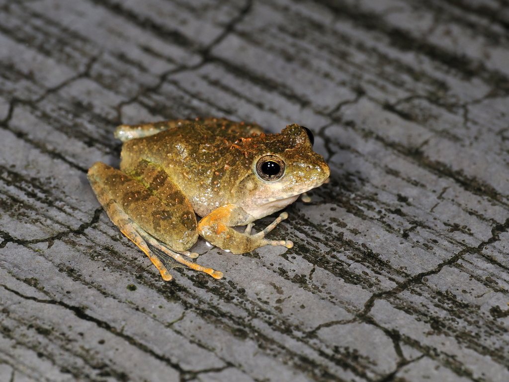 Yaeyama Kajika Frog from Taichung, Taichung, Taiwan on October 8, 2023 ...