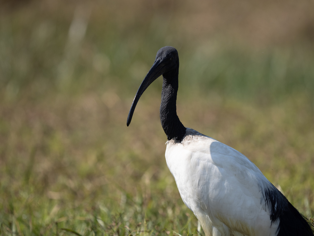 African Sacred Ibis from Ngamiland North, Botswana on August 18, 2023 ...