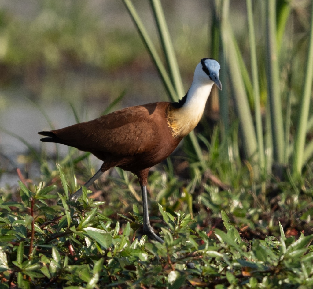African Jacana from Ngamiland North, Botswana on August 18, 2023 at 04: ...